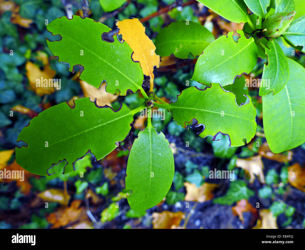 Autumn leaves changing color colour Stock Photo - Alamy
