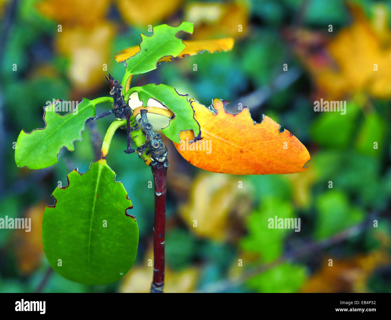 Changing color leaves hi-res stock photography and images - Alamy