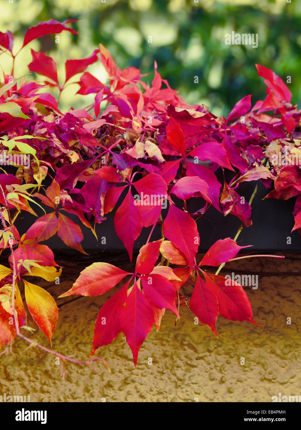 Colorful autumn leaves hi-res stock photography and images - Alamy