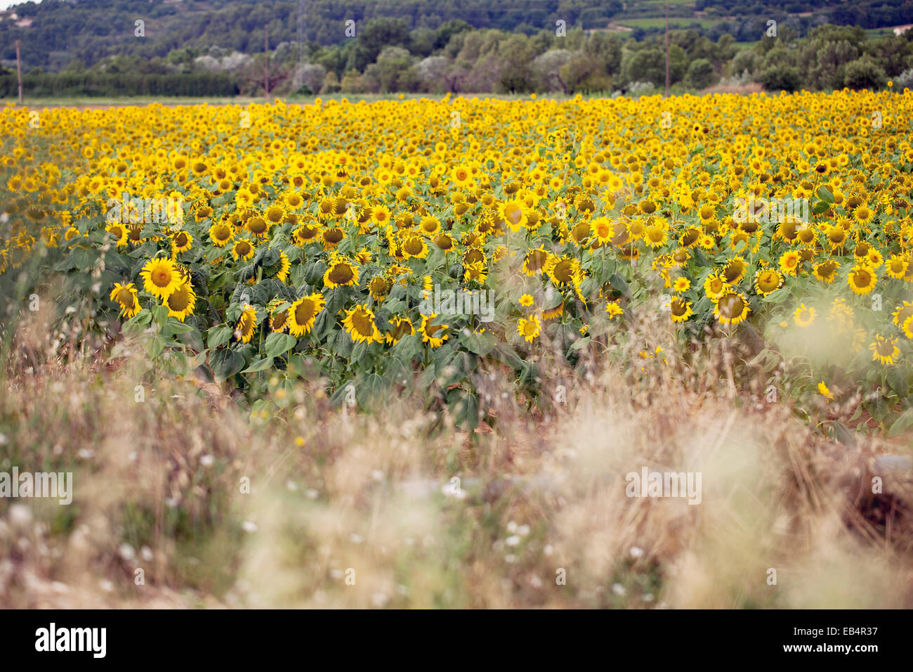 Sunflower field, Provence, France Stock Photo - Alamy
