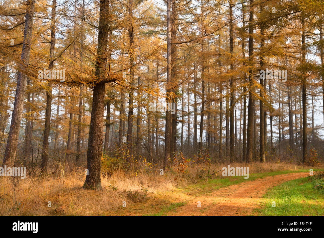 Morning in larch forest hi-res stock photography and images - Alamy