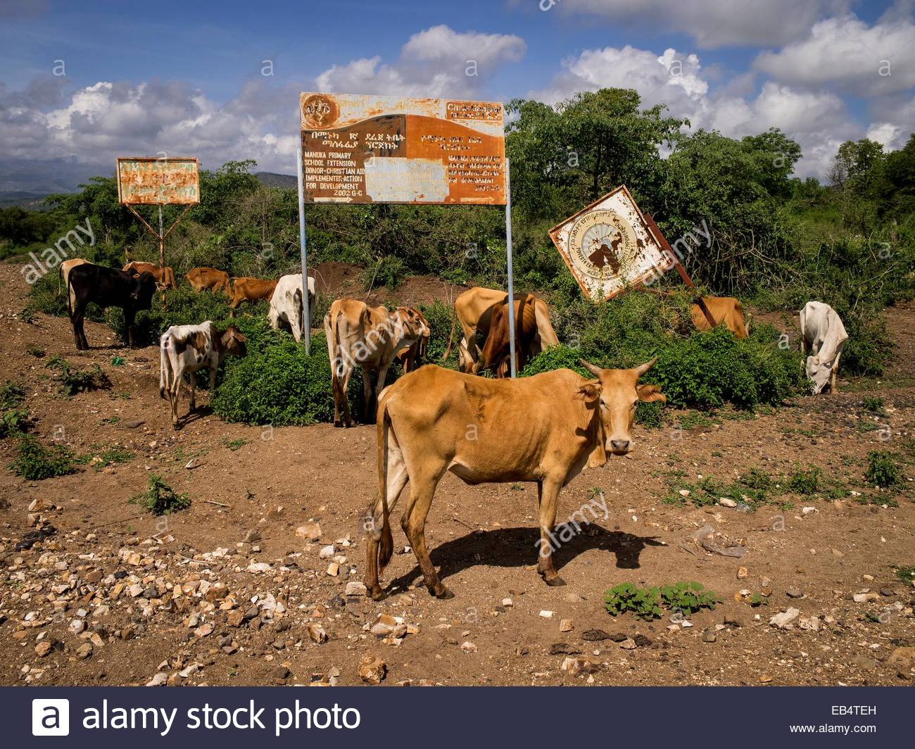 Starving Stock Photos & Starving Stock Images - Alamy