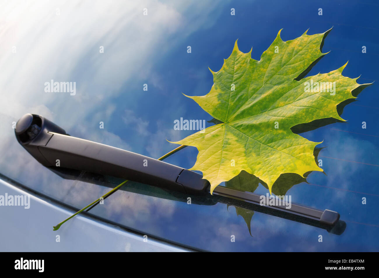 autumn leaf on a car windshield Stock Photo - Alamy