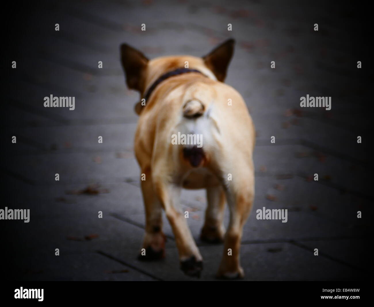 Bull Dog running Stock Photo - Alamy
