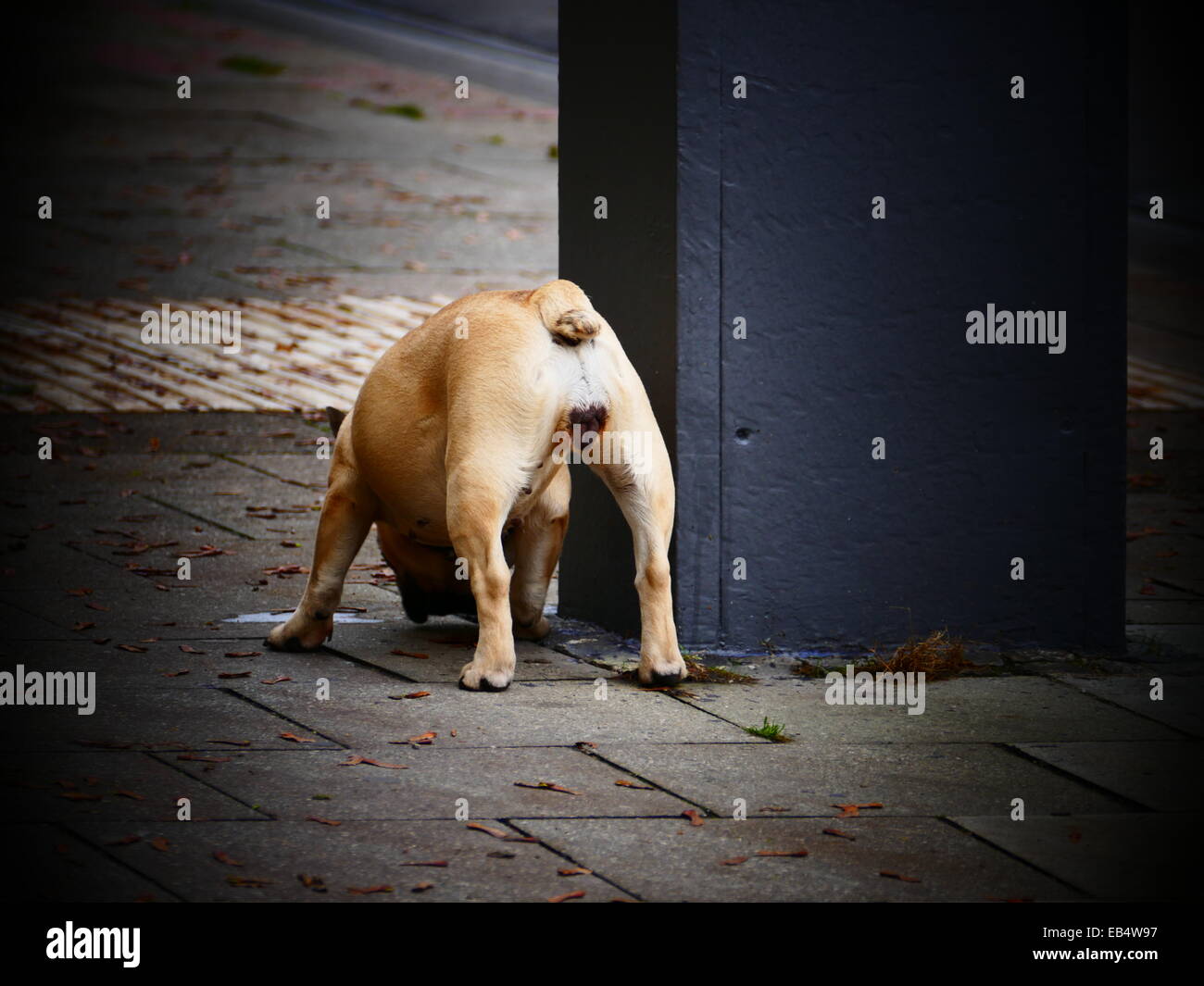Bull Dog running Stock Photo - Alamy