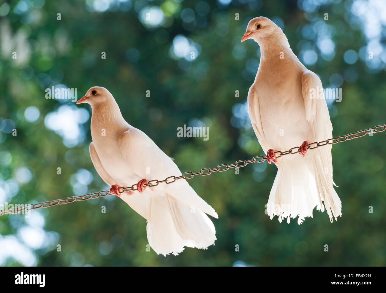 Pigeons plumage hi-res stock photography and images - Alamy