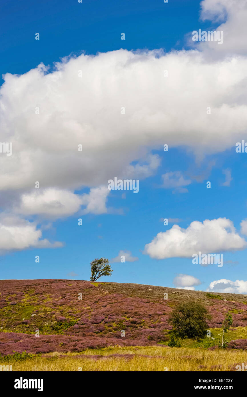 Windswept tree hi-res stock photography and images - Alamy