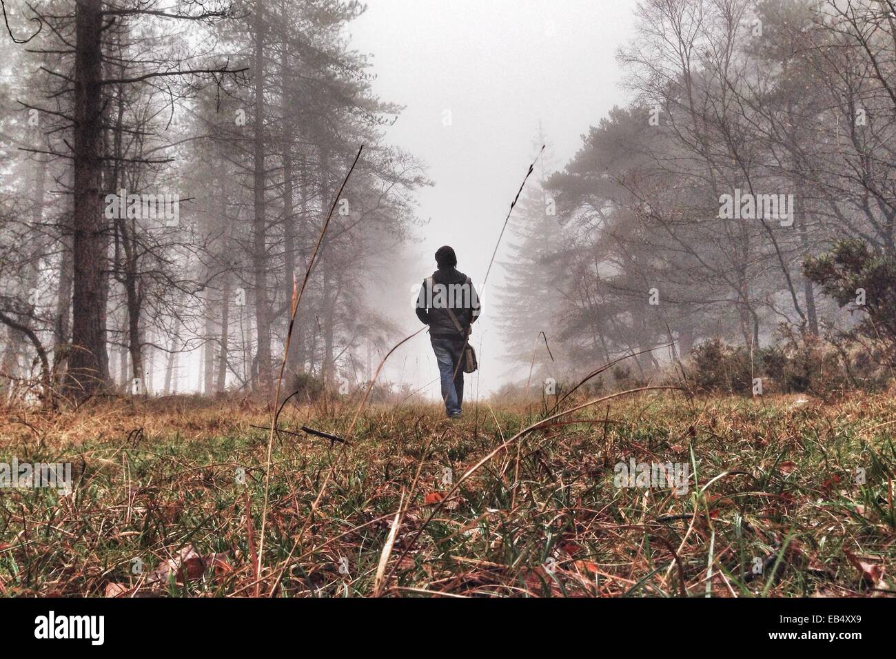 Haldon Forest, Devon, UK. 26th November, 2014. UK weather. Autumnal fog ...