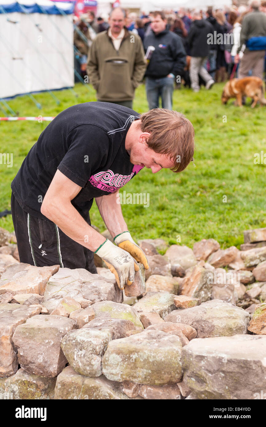 A drystone wall building competition at Reeth show , Swaledale in the ...
