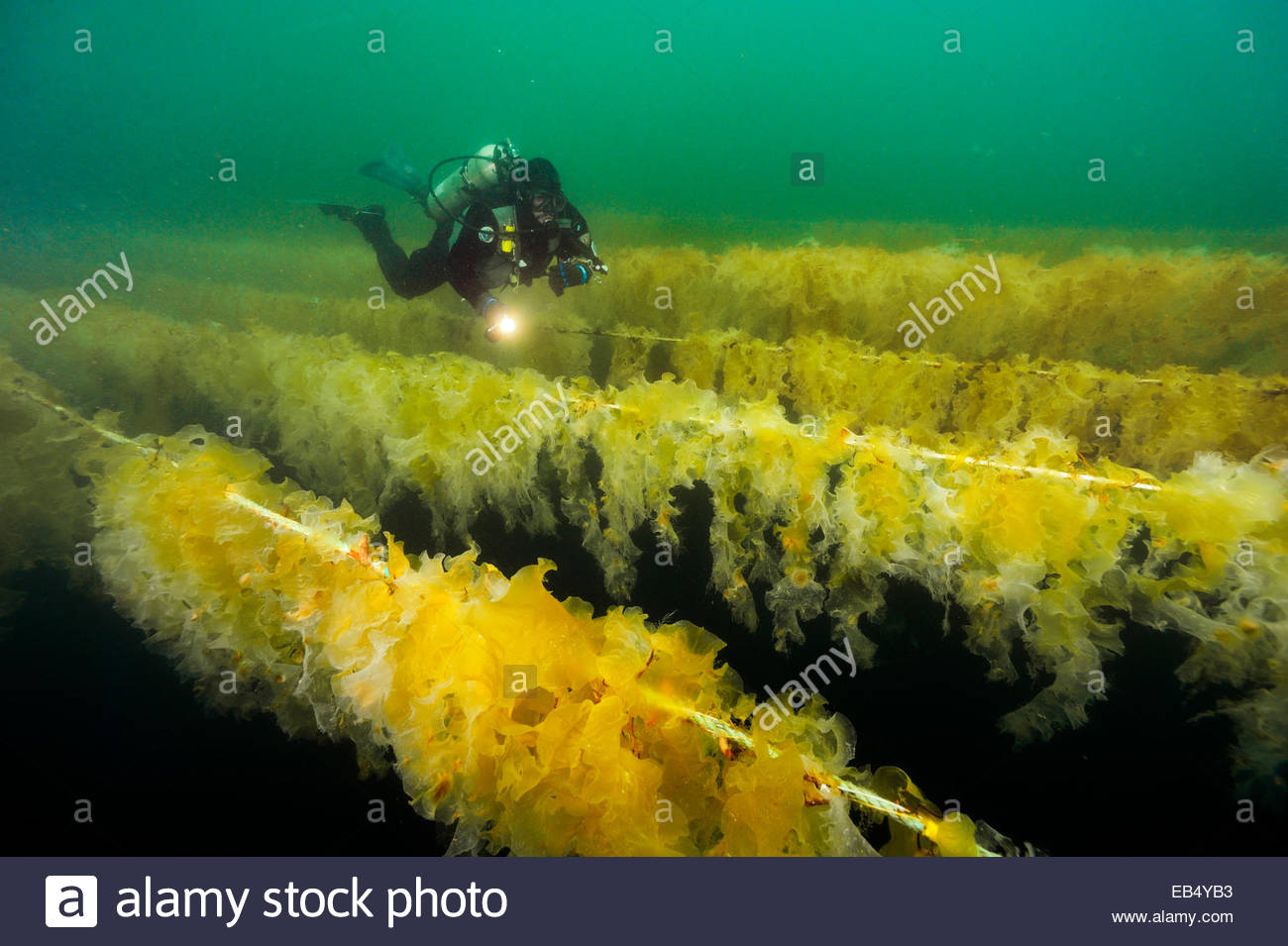 Sugar Kelp Saccharina Latissima Stock Photos & Sugar Kelp Saccharina ...