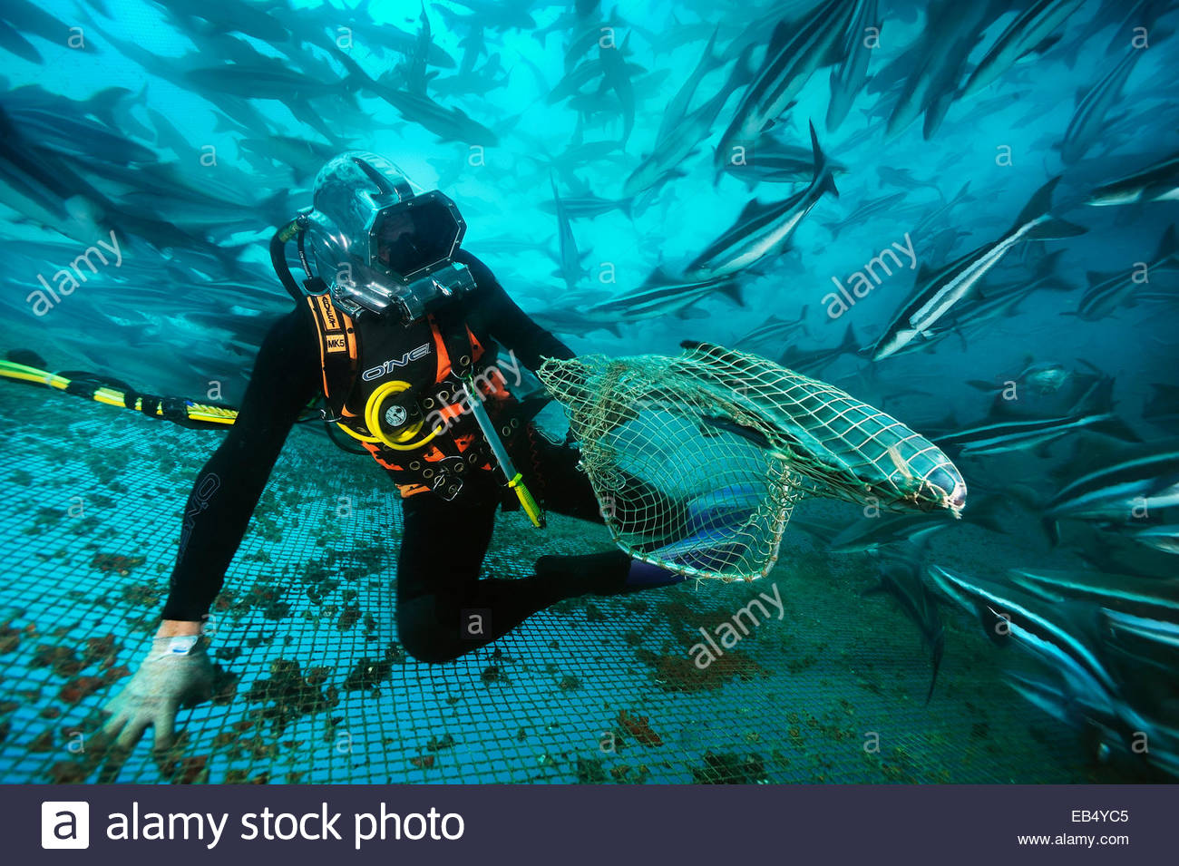 Commercial Diver Stock Photos & Commercial Diver Stock Images - Alamy