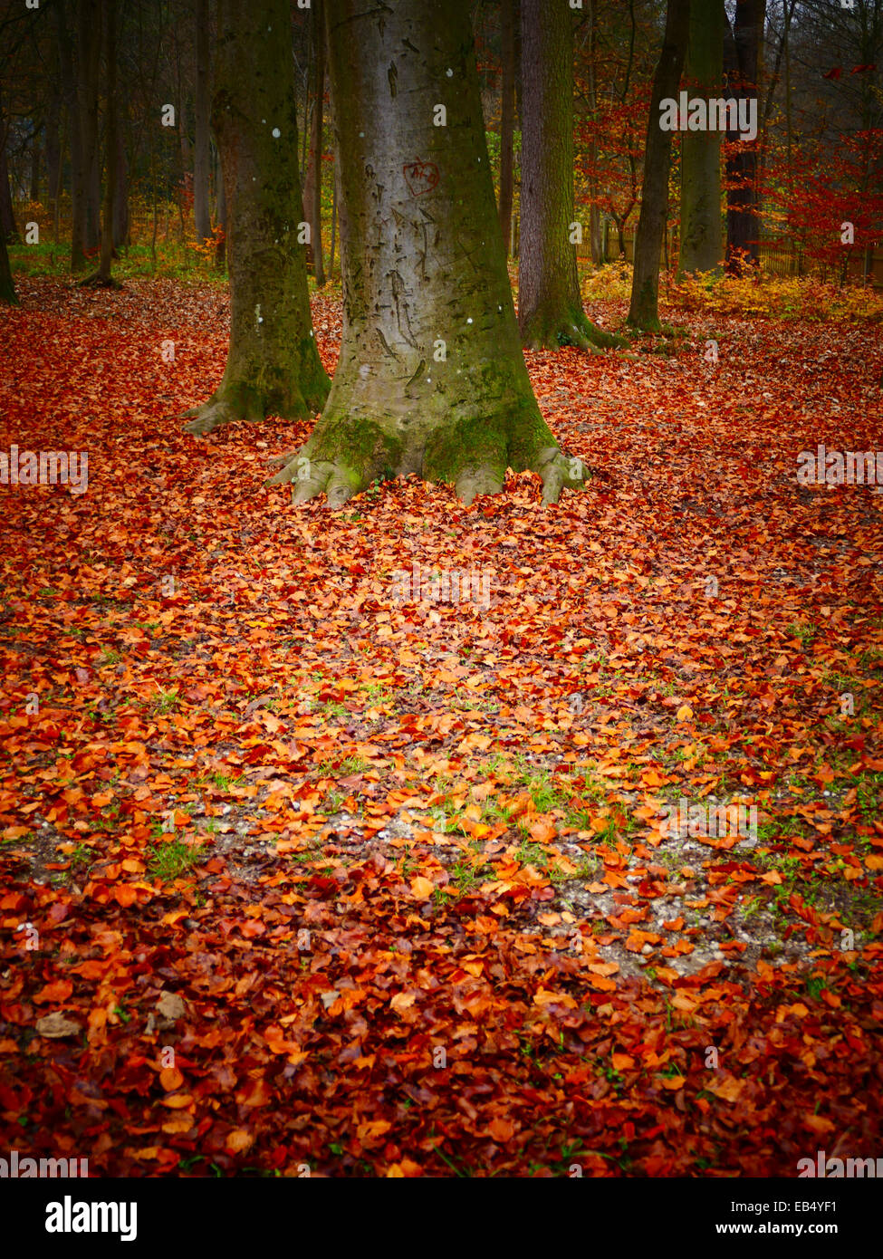 Leaves autumn park tree germany hi-res stock photography and images - Alamy
