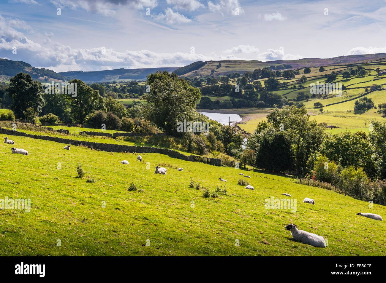 Swaledale sheep in the Yorkshire Dales in Yorkshire , England , Britain ...