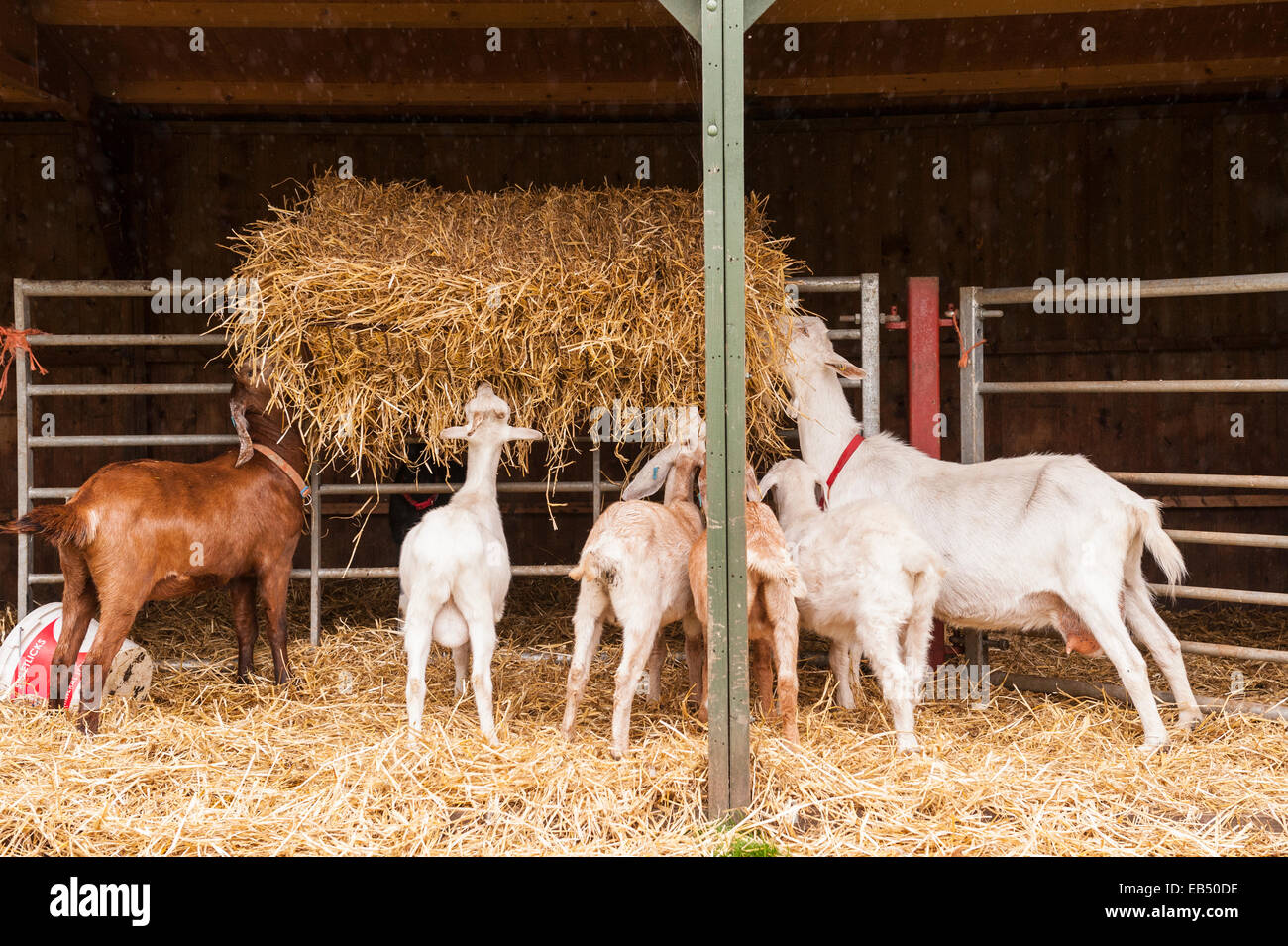 Goats at Hazel Brow Farm in the village of Low Row in Swaledale , North ...