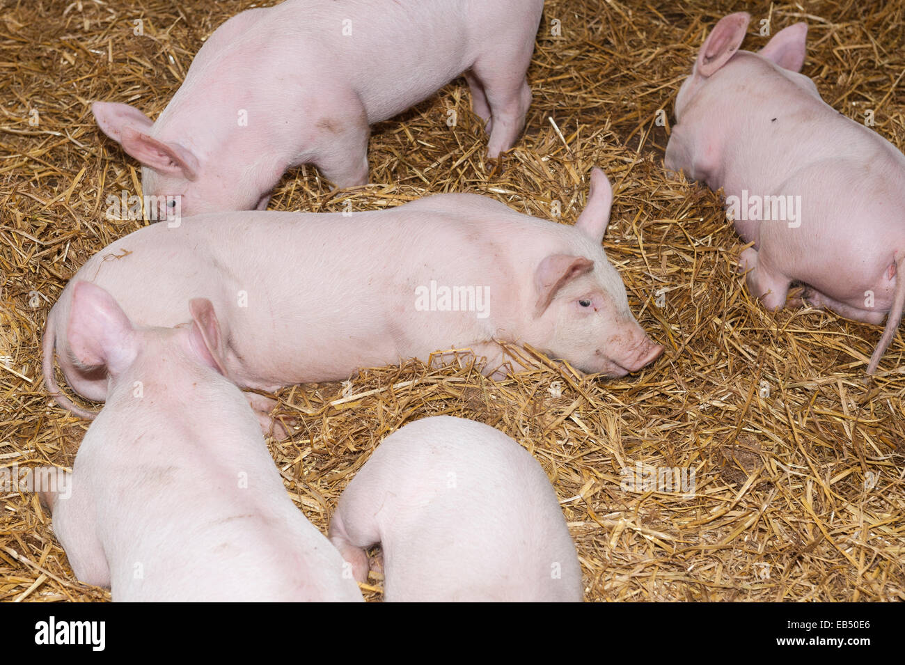 Rearing pigs uk hi-res stock photography and images - Alamy