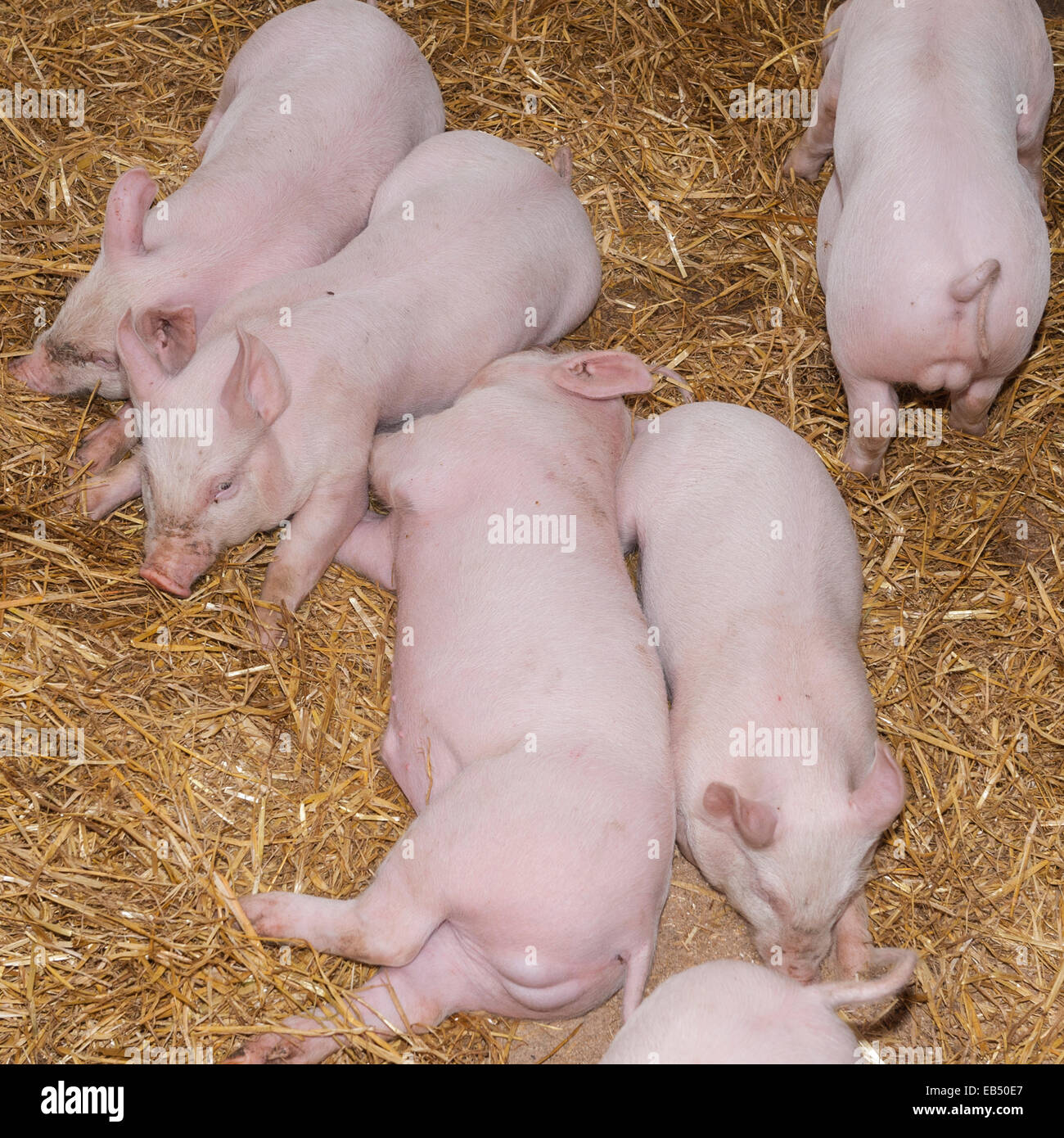 Pigs farm hi-res stock photography and images - Alamy