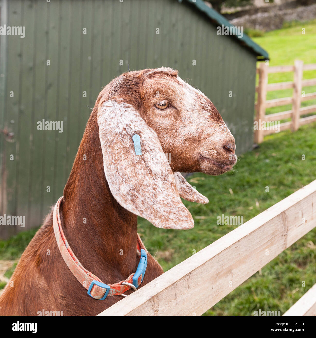 A goat at Hazel Brow Farm in the village of Low Row in Swaledale ...