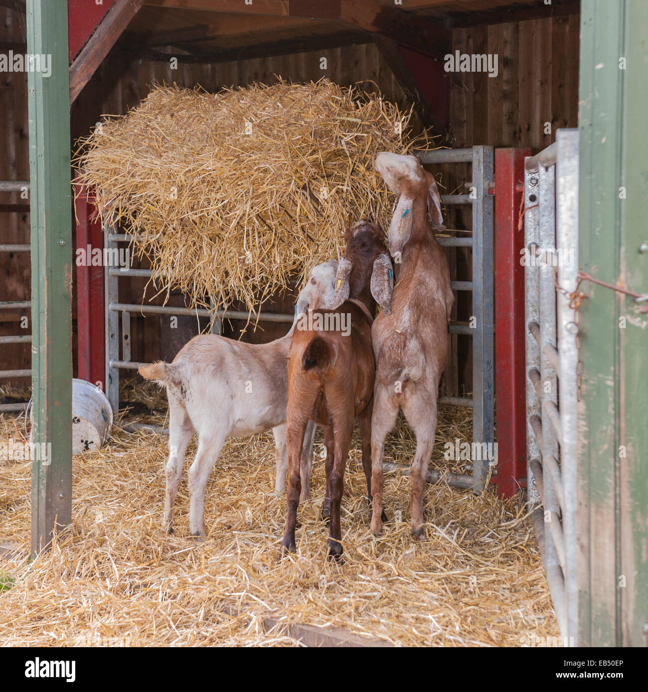Goats at Hazel Brow Farm in the village of Low Row in Swaledale , North ...