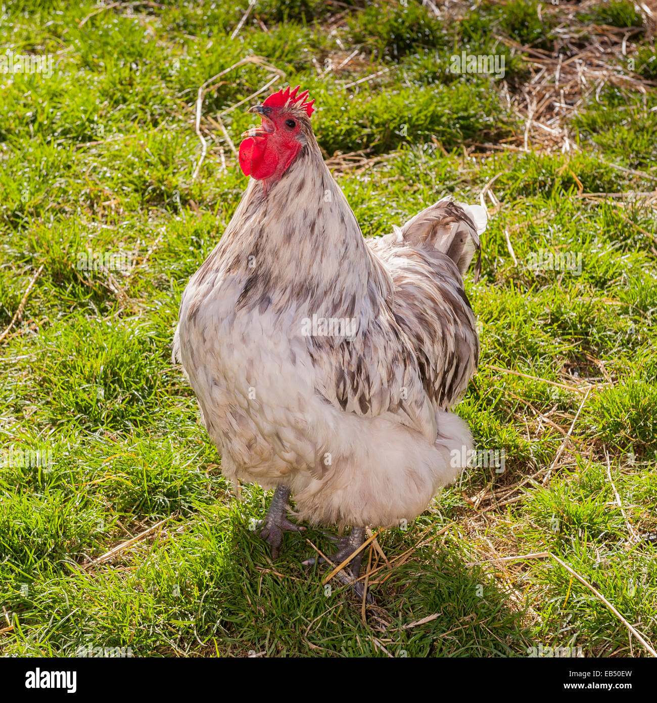 A Cockerel crowing at Hazel Brow Farm in the village of Low Row in ...