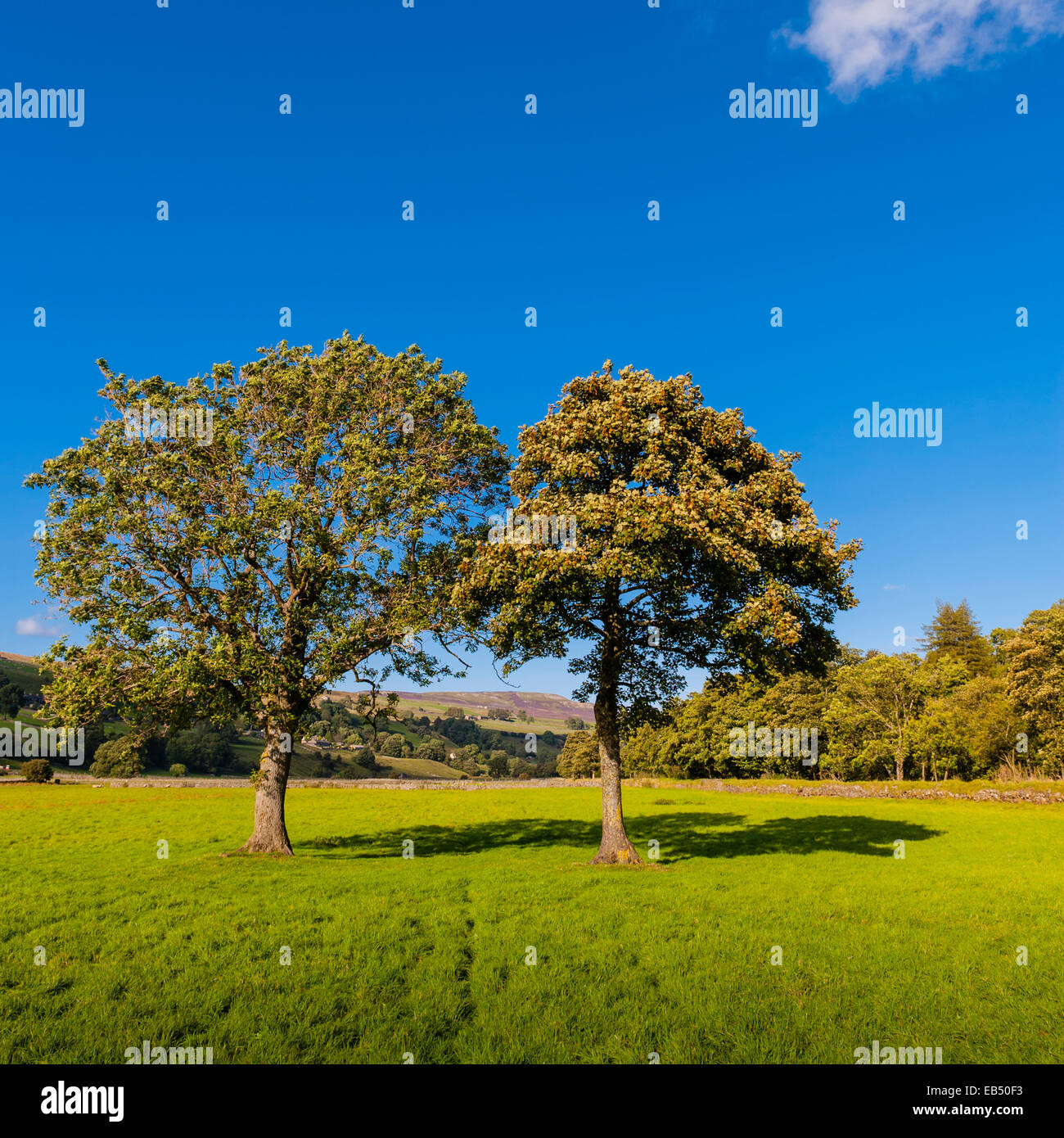 Trees at Hazel Brow Farm in the village of Low Row in Swaledale , North ...