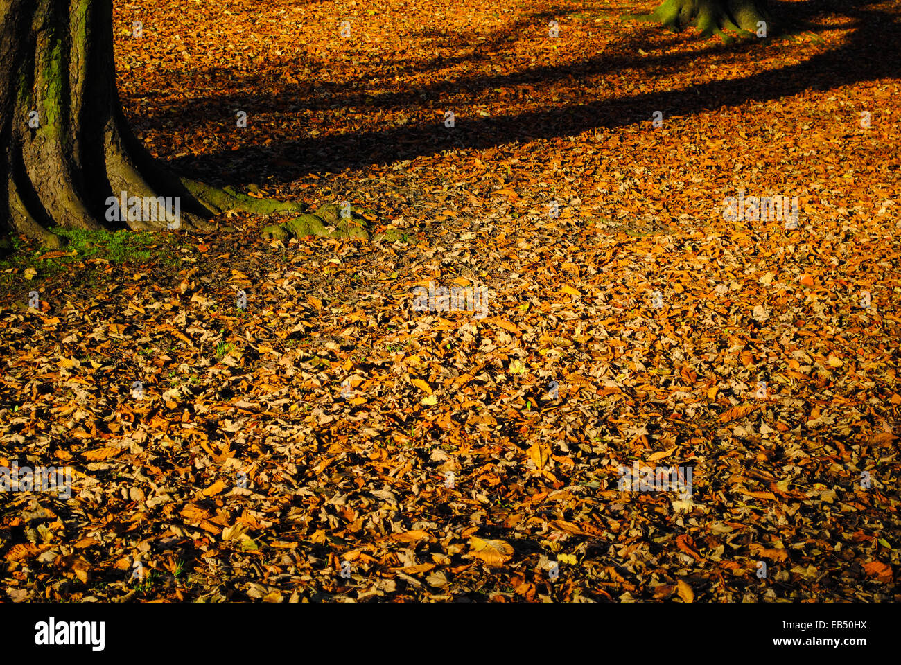 Autumn leaves with hi-res stock photography and images - Alamy