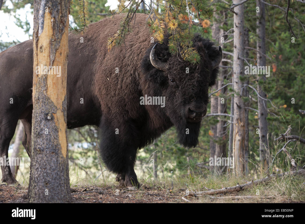 Pine trees animal mammals wildlife hi-res stock photography and images ...