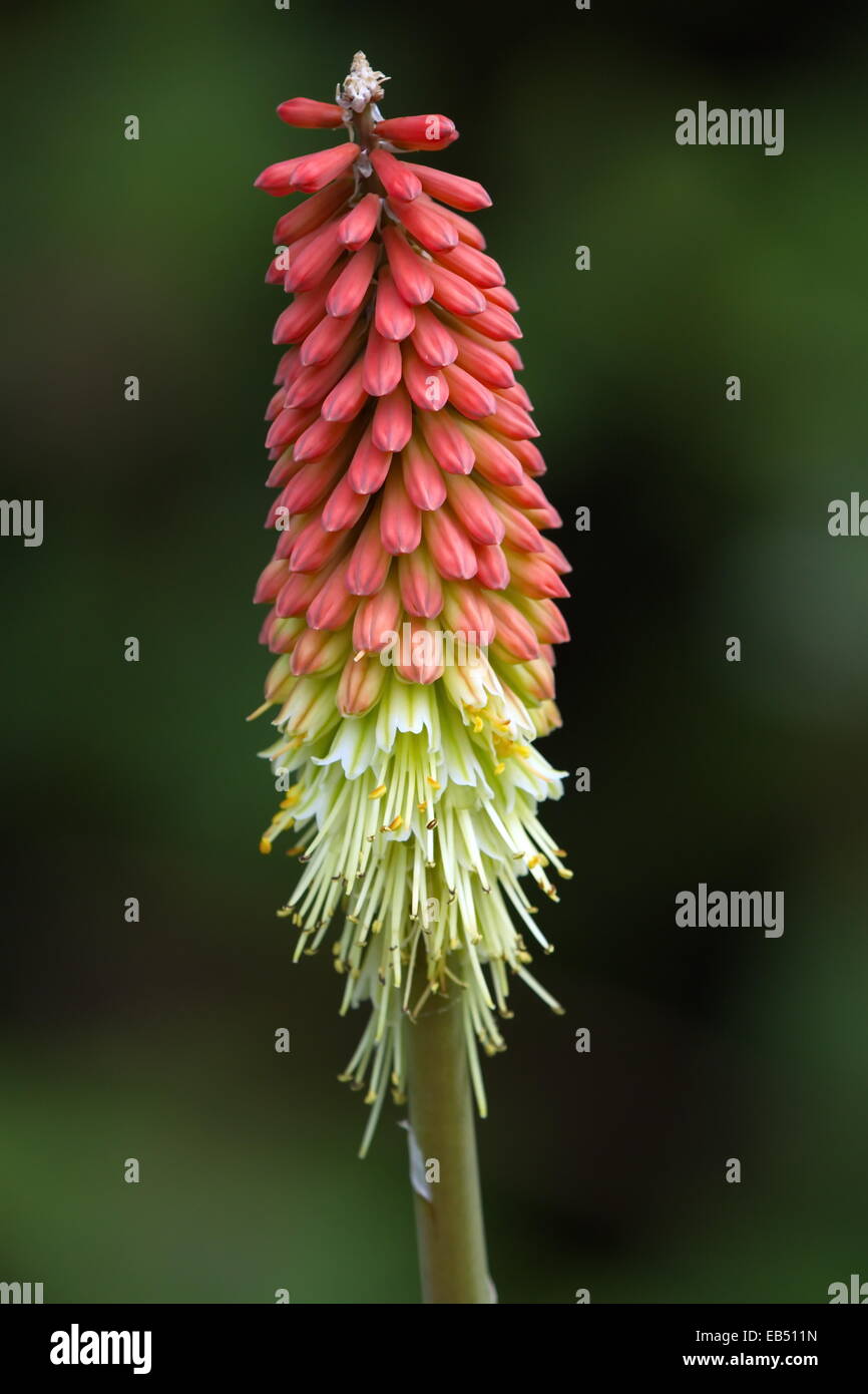 Red hot torch lily hi-res stock photography and images - Alamy