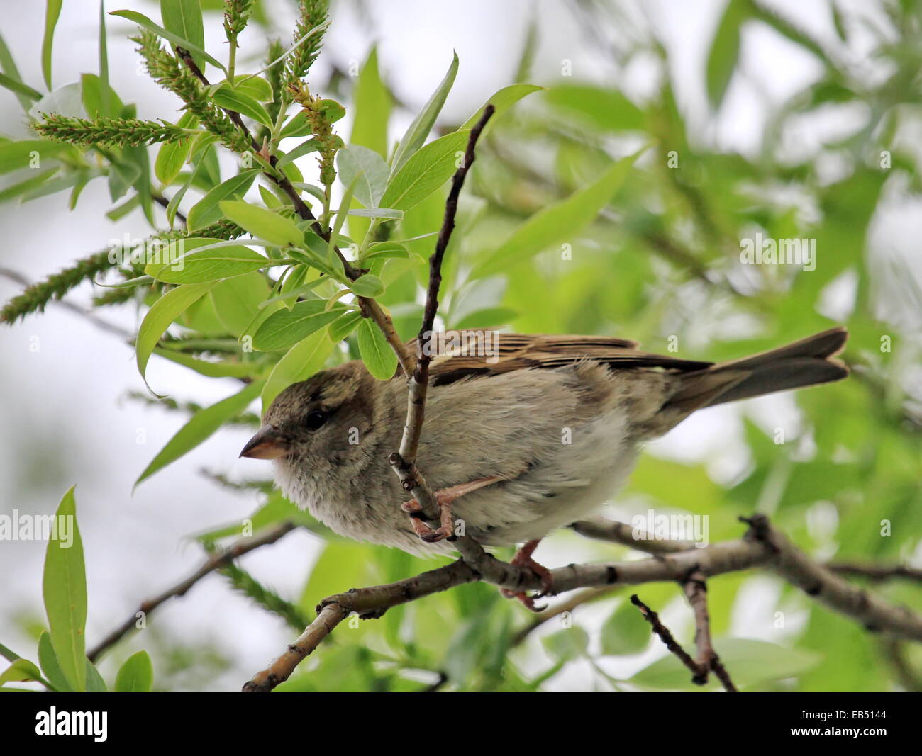 Female sparrow among branches of a tree Stock Photo - Alamy