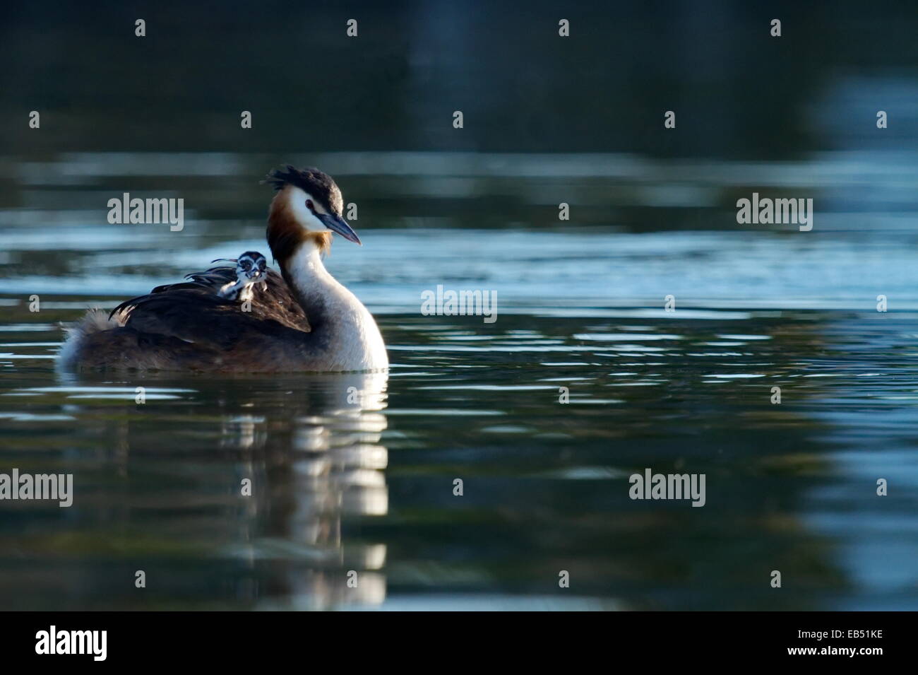 Crested grebe duck, podiceps cristatus, and baby on the back floating ...