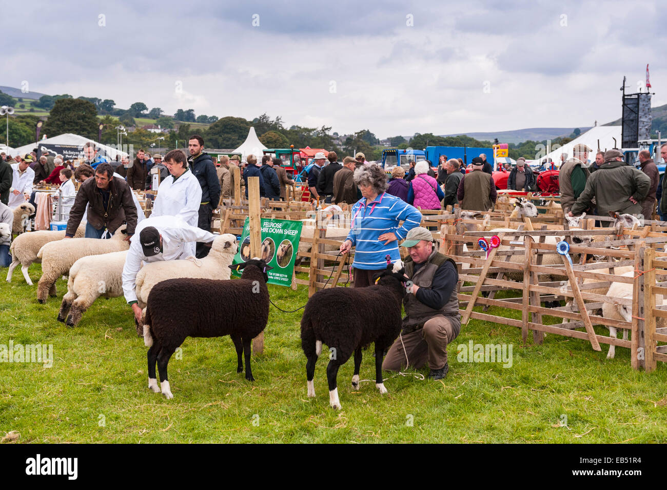 Sheep judging at Reeth show , Swaledale in the Yorkshire Dales in ...