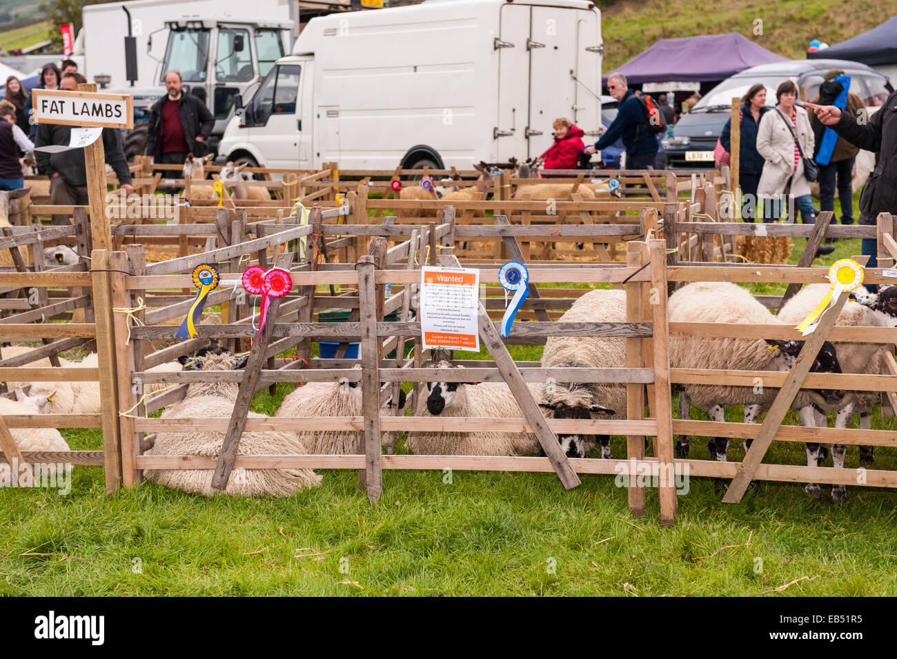 Show sheep judging showing hi-res stock photography and images - Alamy