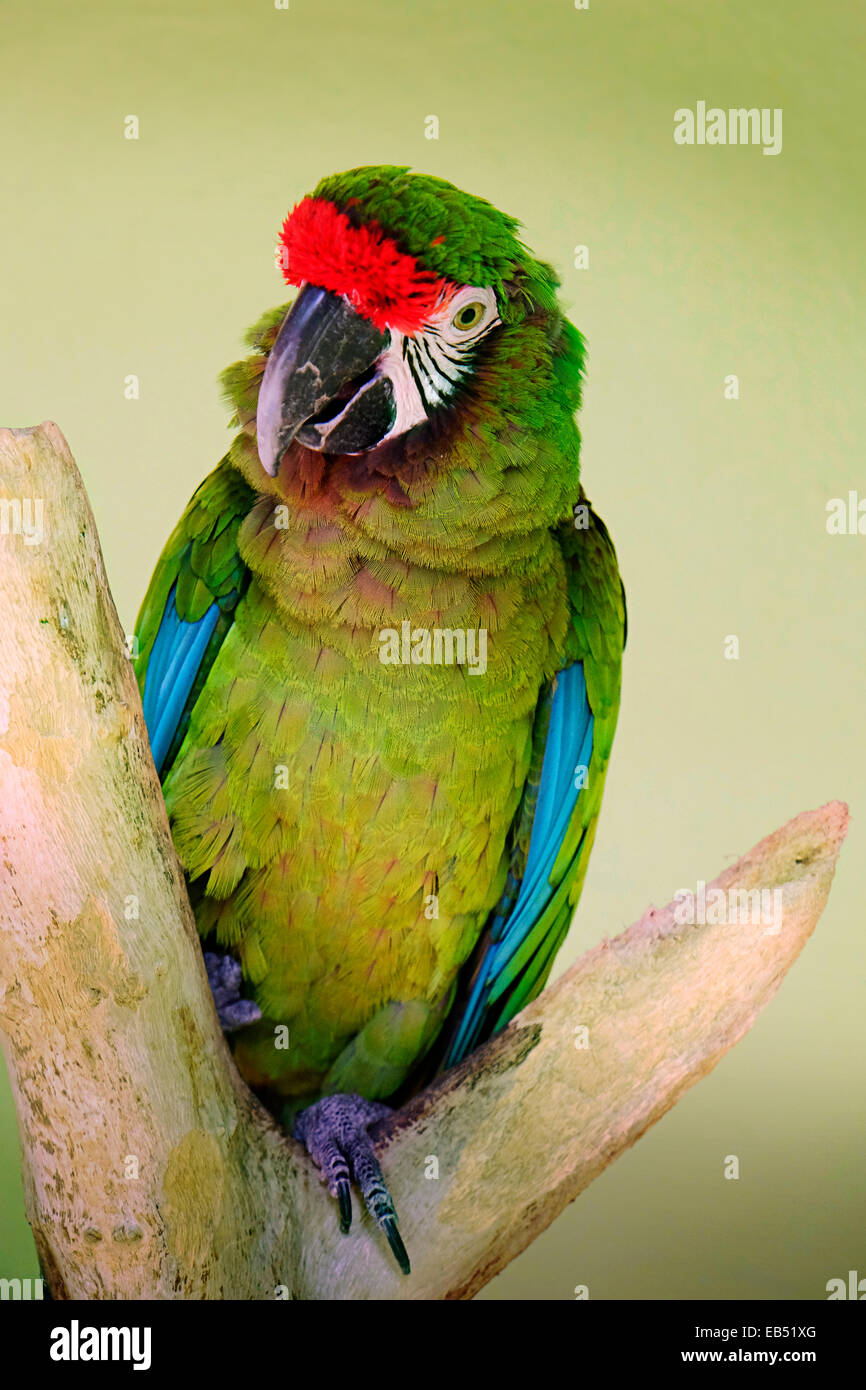 A colourful Parrot in cafe Alex Oaxaca Mexico Stock Photo - Alamy