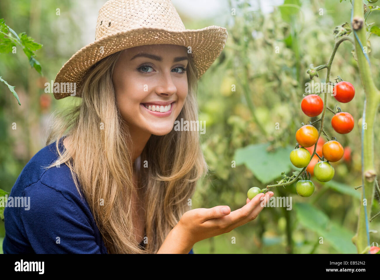 Tomato plant hi-res stock photography and images - Alamy