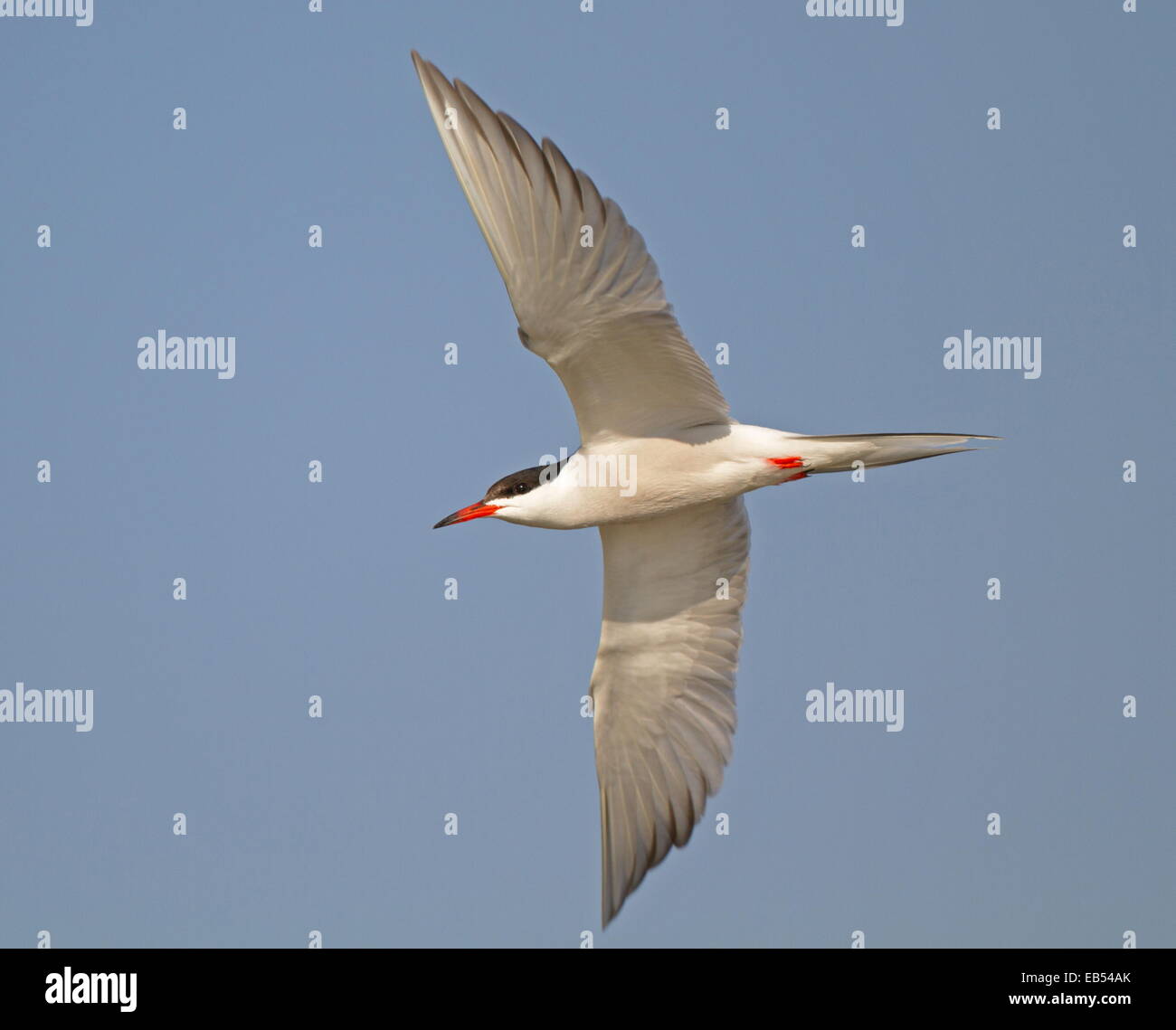 Graceful feathers hi-res stock photography and images - Alamy