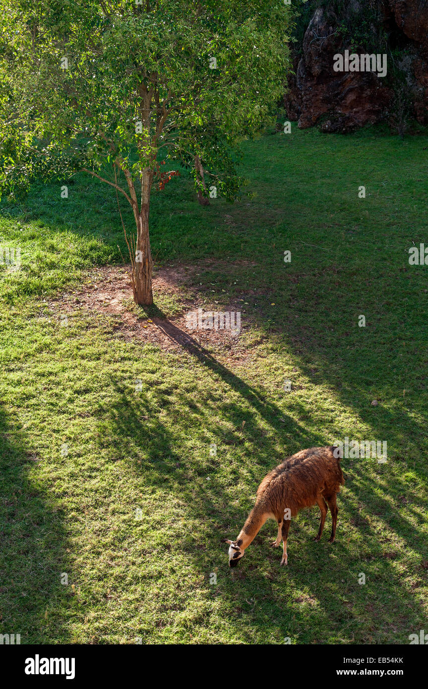 Lama andino hi-res stock photography and images - Alamy