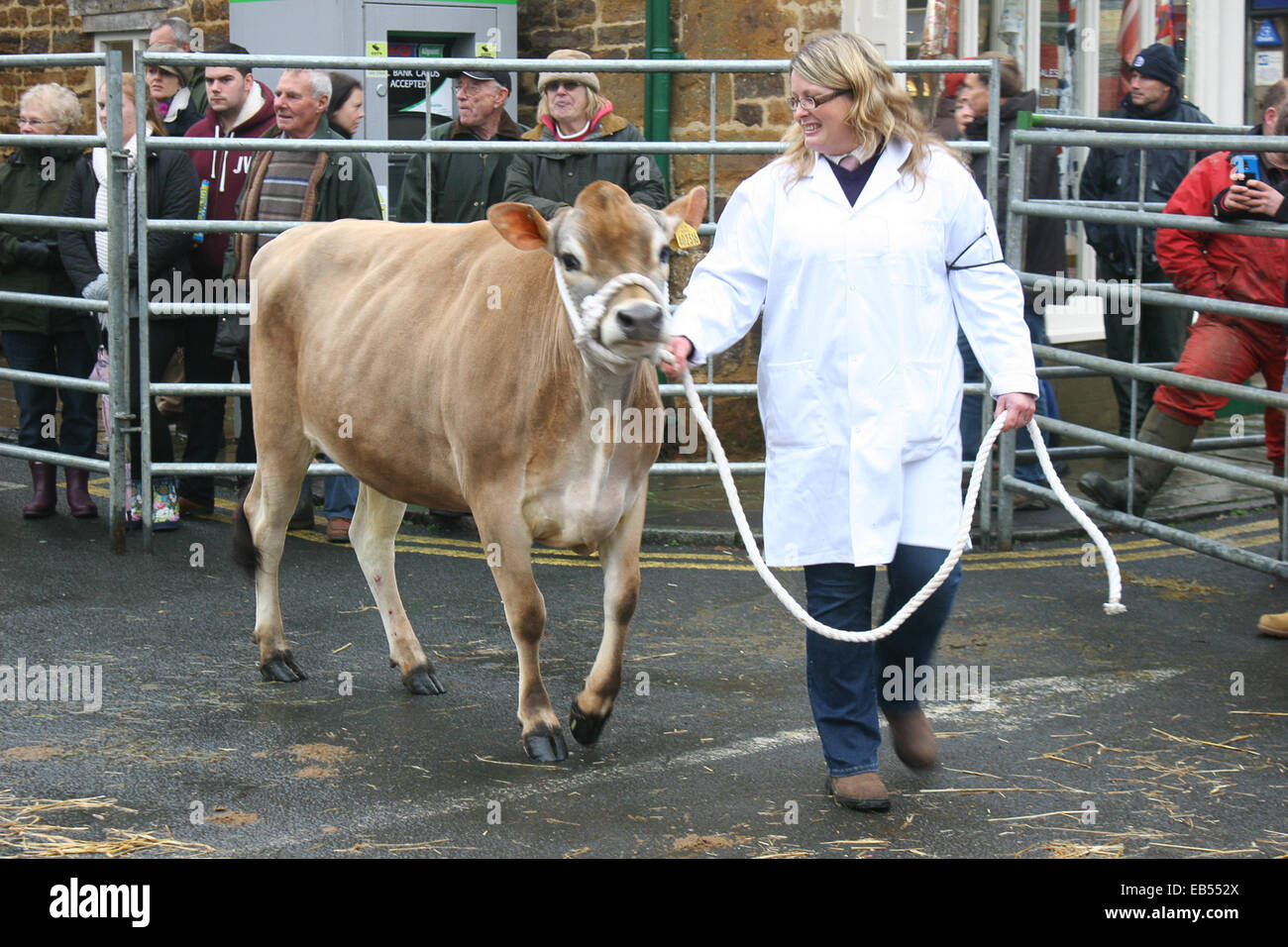 Uppingham fatstock show hi-res stock photography and images - Alamy