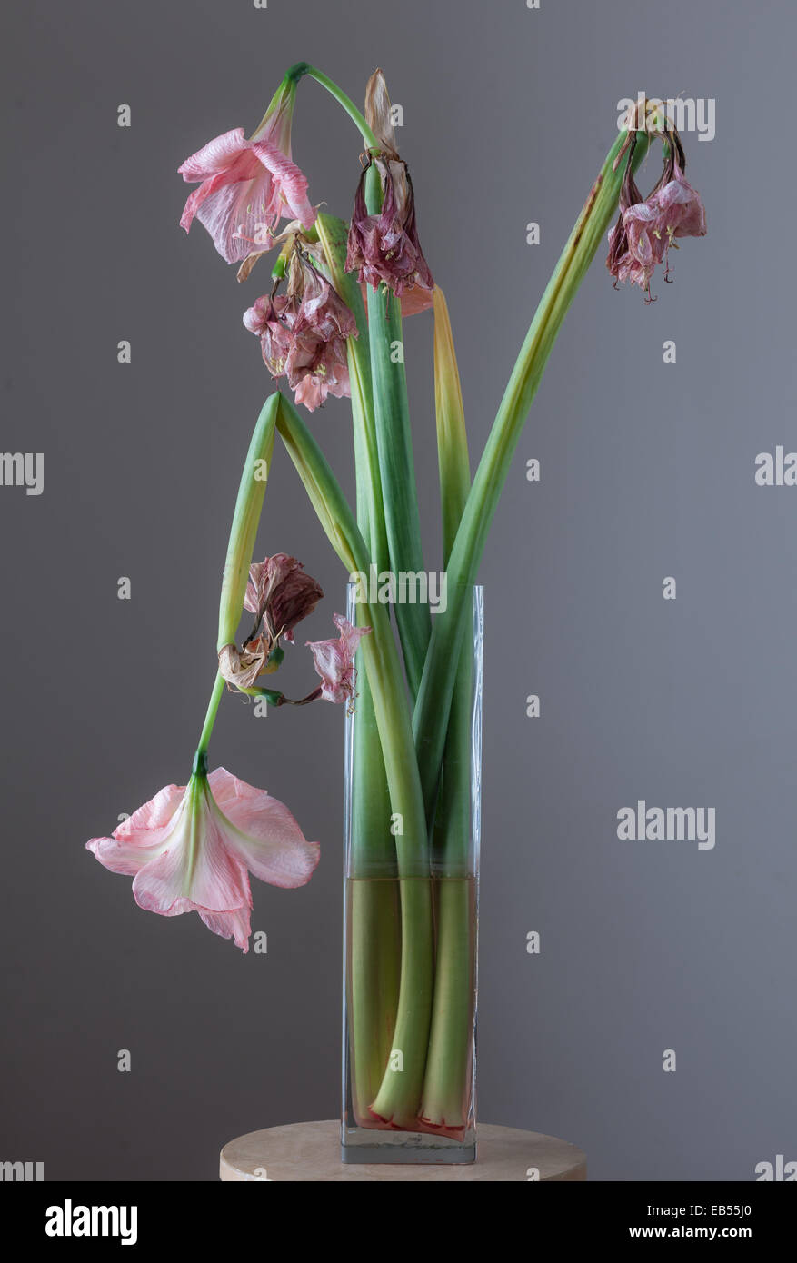 Slump flowers hi-res stock photography and images - Alamy