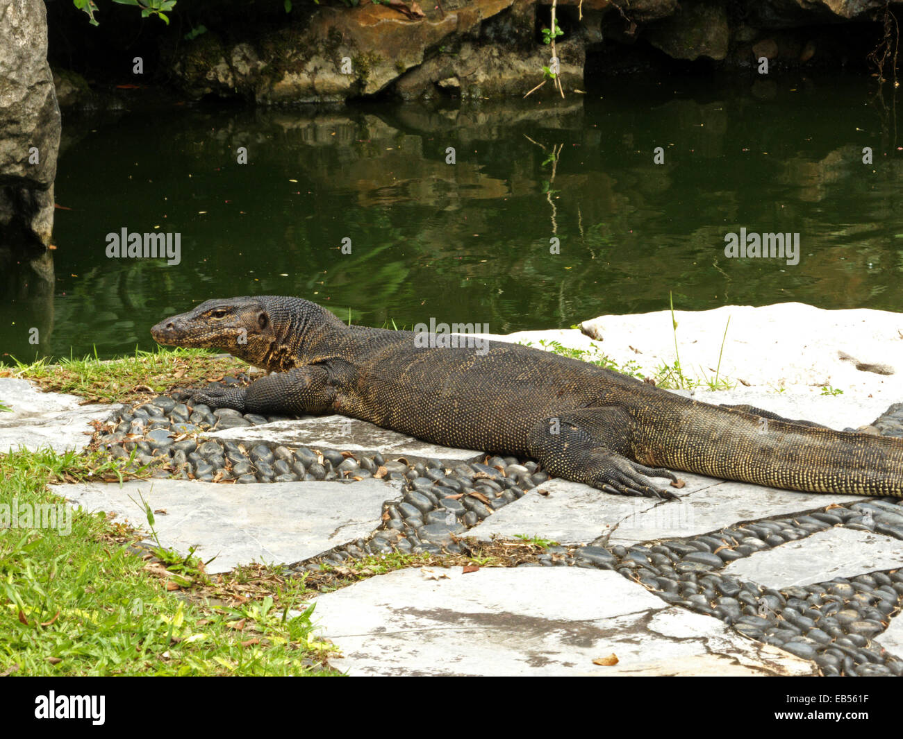 Waran or Komowaran wildlife animal in South East Asia Stock Photo - Alamy