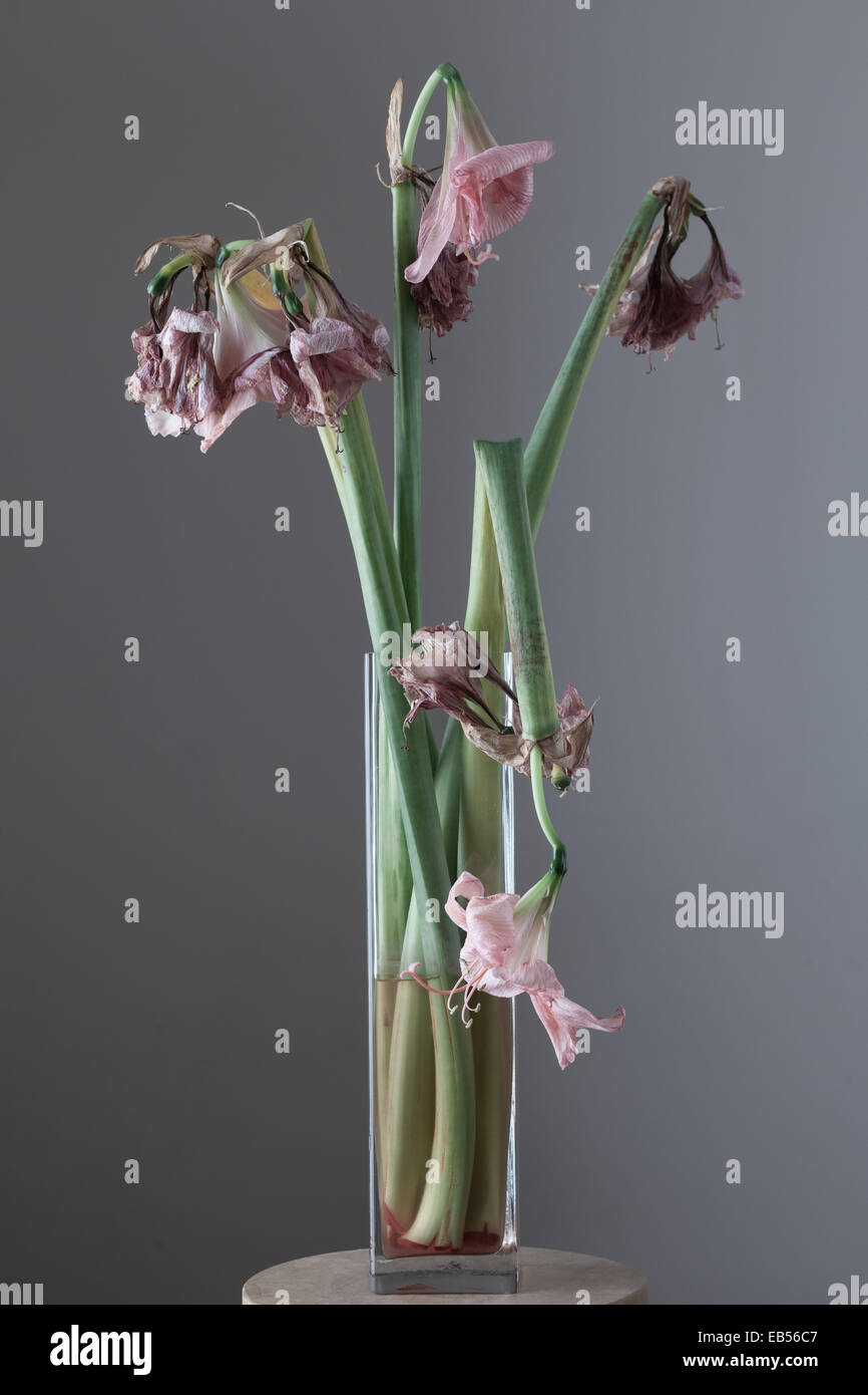 Slump flowers hi-res stock photography and images - Alamy
