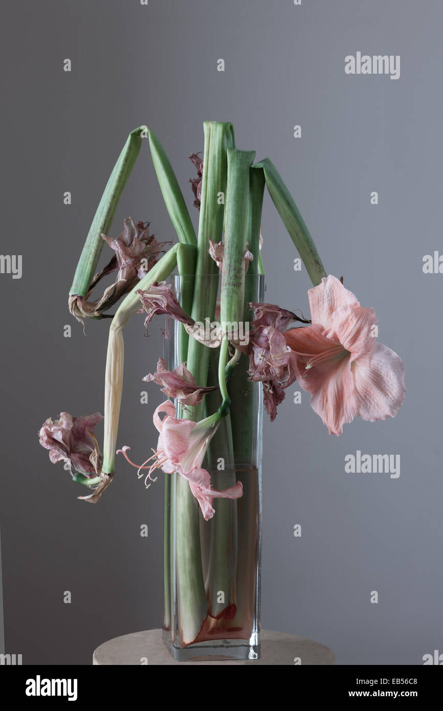 Dead flowers in vase hi-res stock photography and images - Alamy