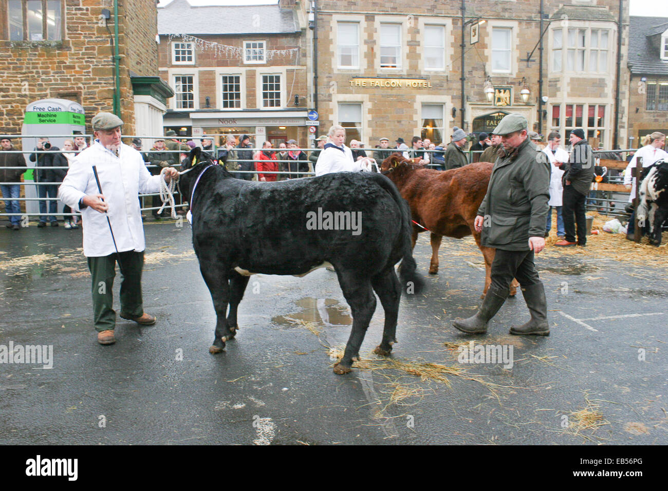 Uppingham fatstock show hi-res stock photography and images - Alamy