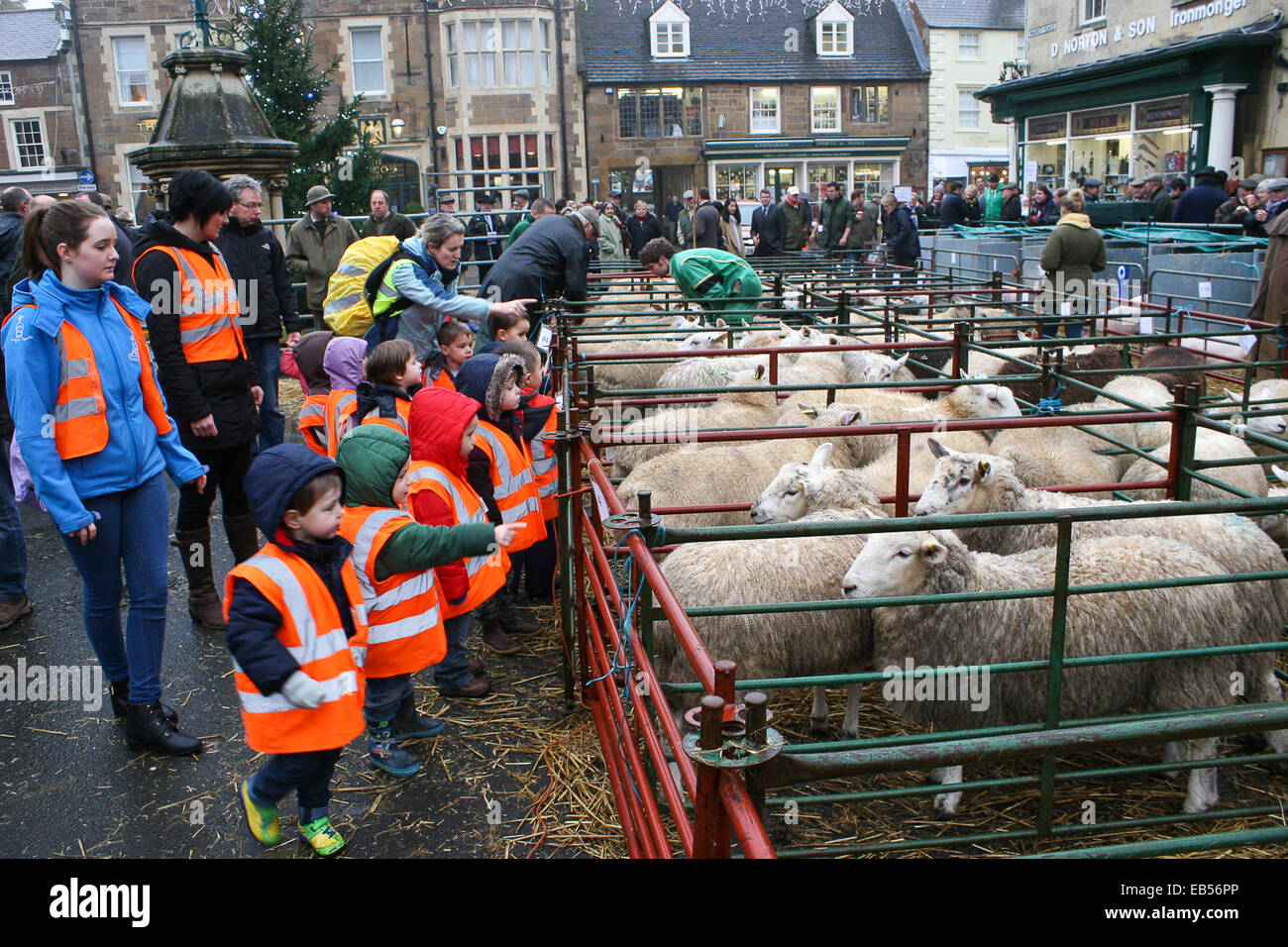 Uppingham fatstock show hi-res stock photography and images - Alamy