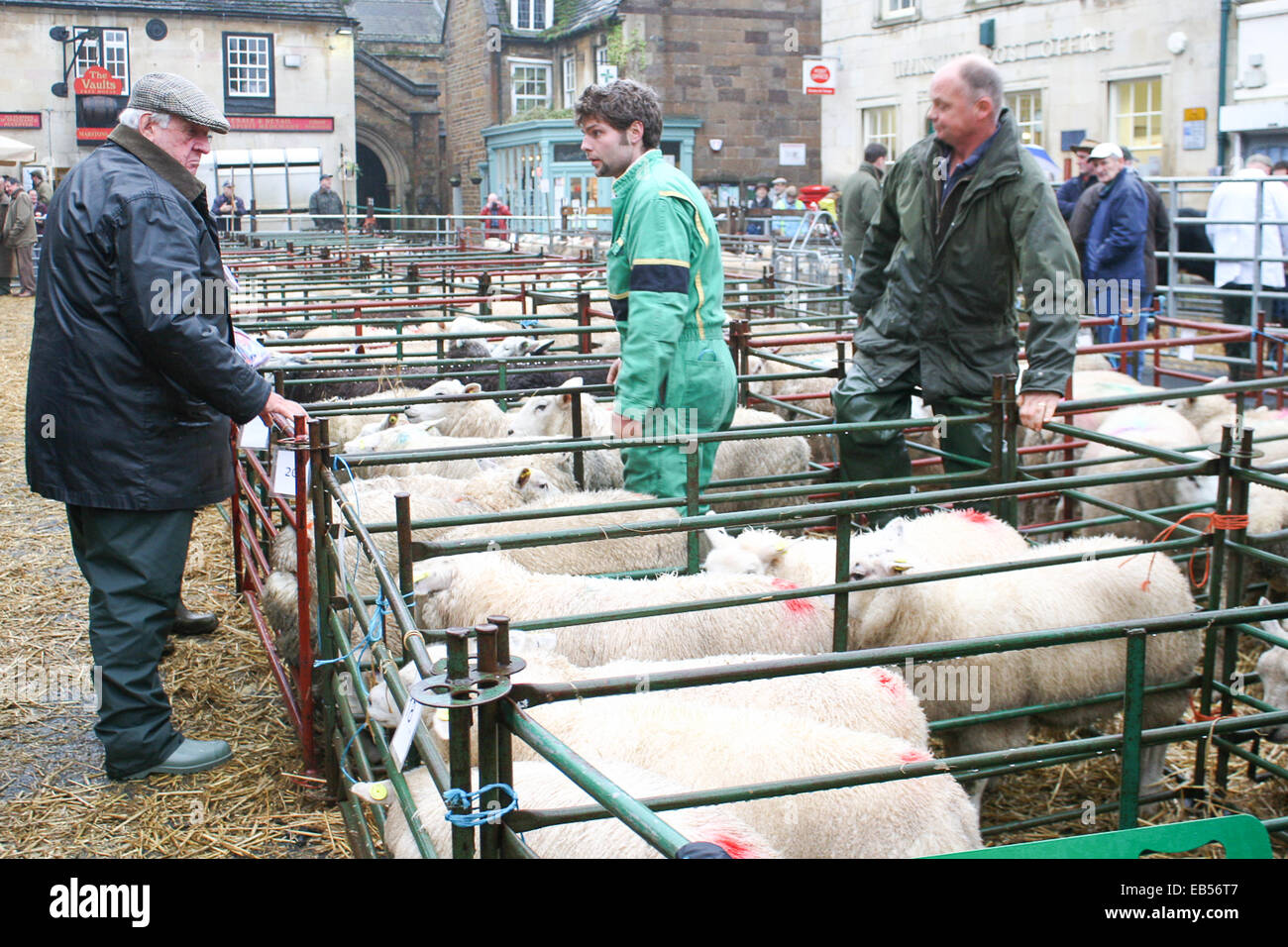 Uppingham fatstock show hi-res stock photography and images - Alamy