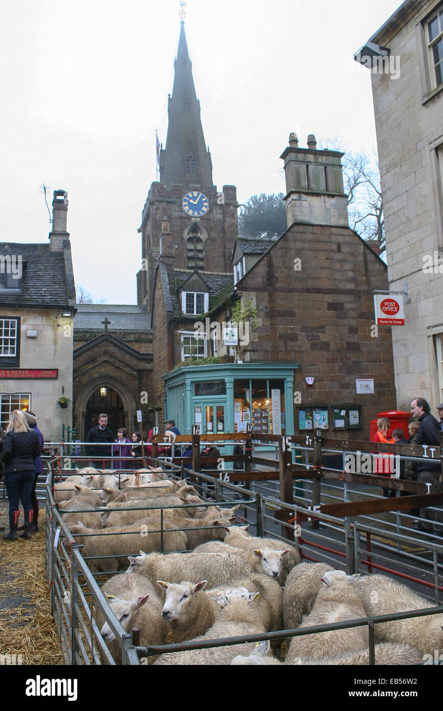 Uppingham fatstock show hi-res stock photography and images - Alamy