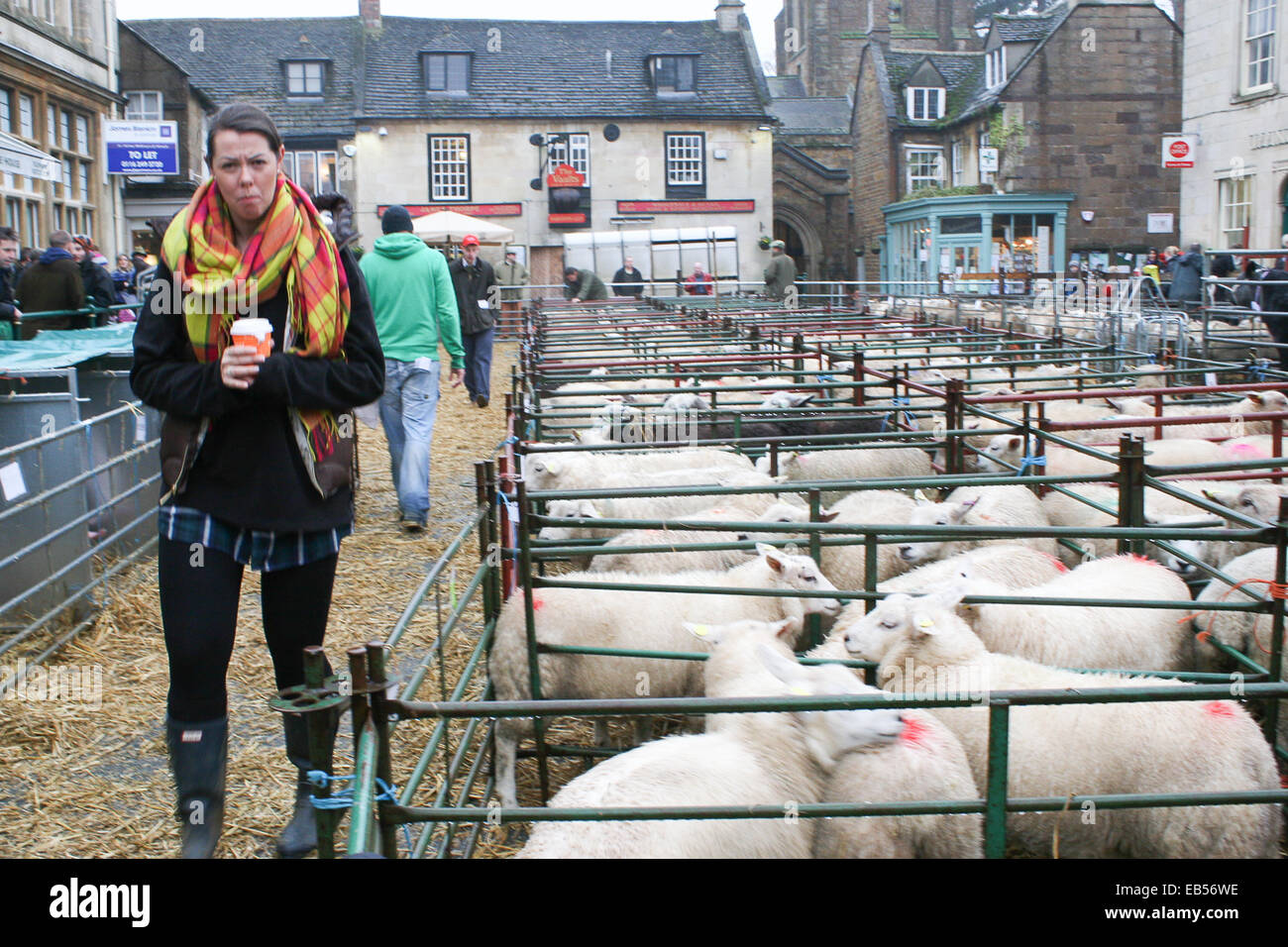 Uppingham fatstock show hi-res stock photography and images - Alamy