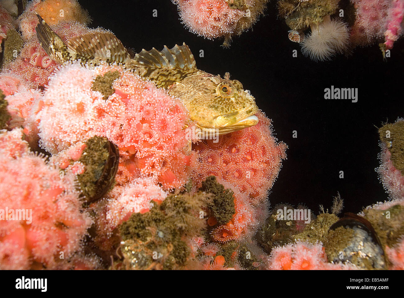 Rock fish hiding on anemone hi-res stock photography and images - Alamy