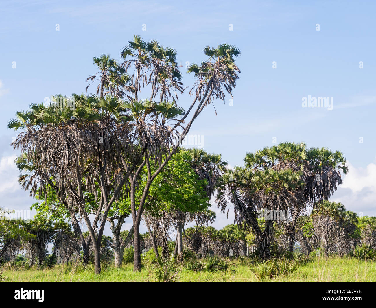 Trees on the savanna in Saadani National Park in Tanzania, Africa Stock ...
