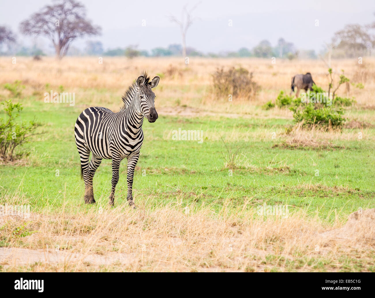 Zebra on the savanna in Africa Stock Photo - Alamy