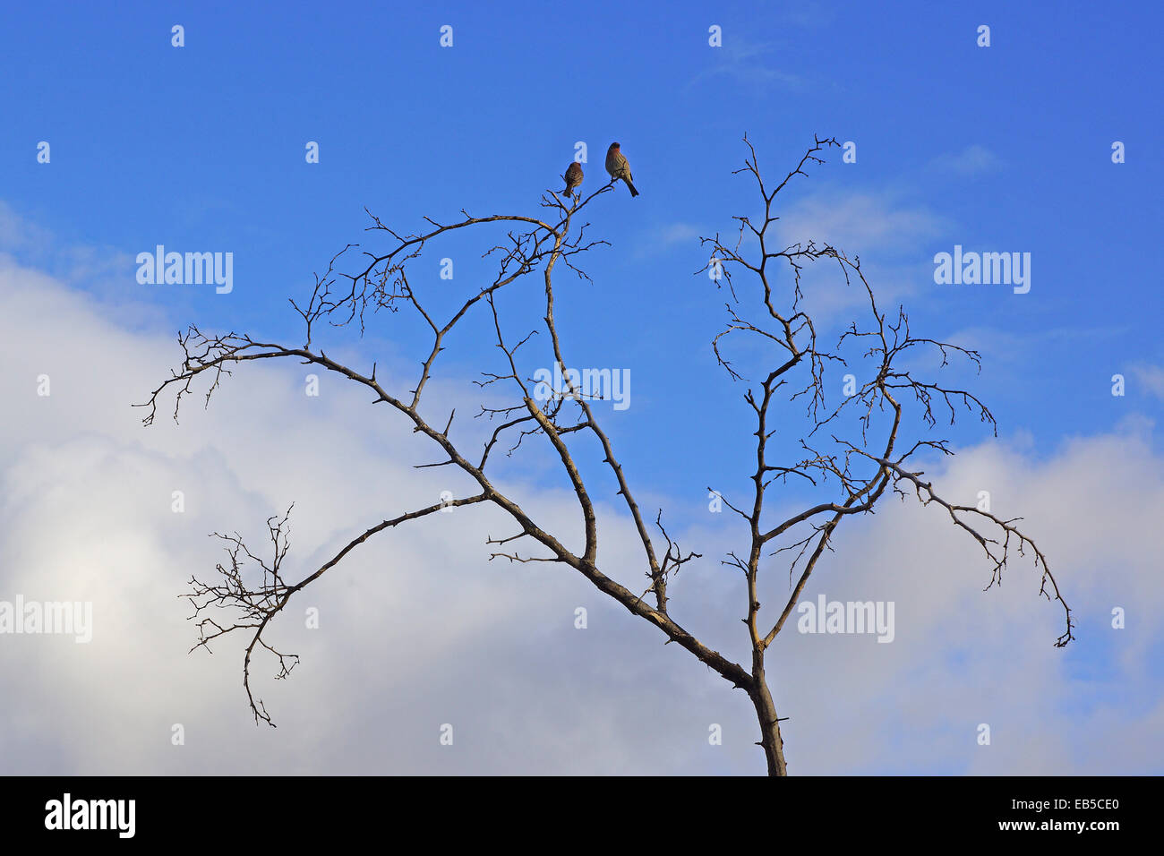 Birds in a tree Stock Photo - Alamy