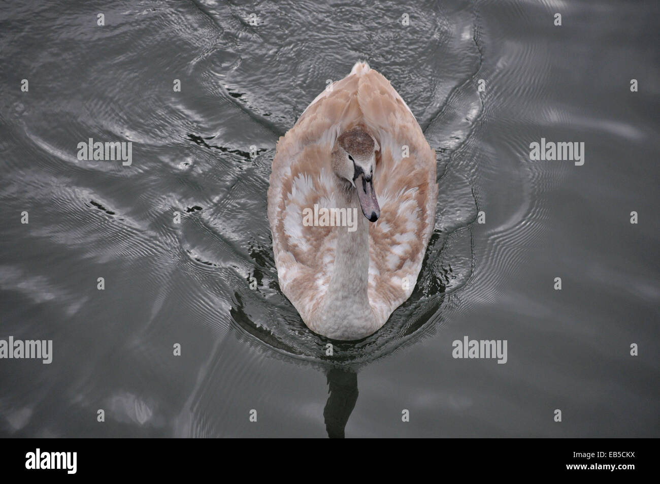 Cygnet hi-res stock photography and images - Alamy